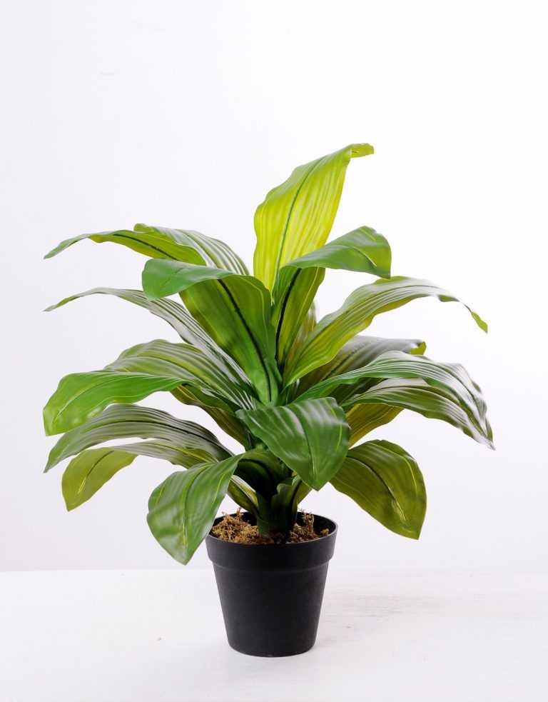 Artificial Plant 89*89*203CM Polyscias balfouriana/lvs163 GS-48520145 ...